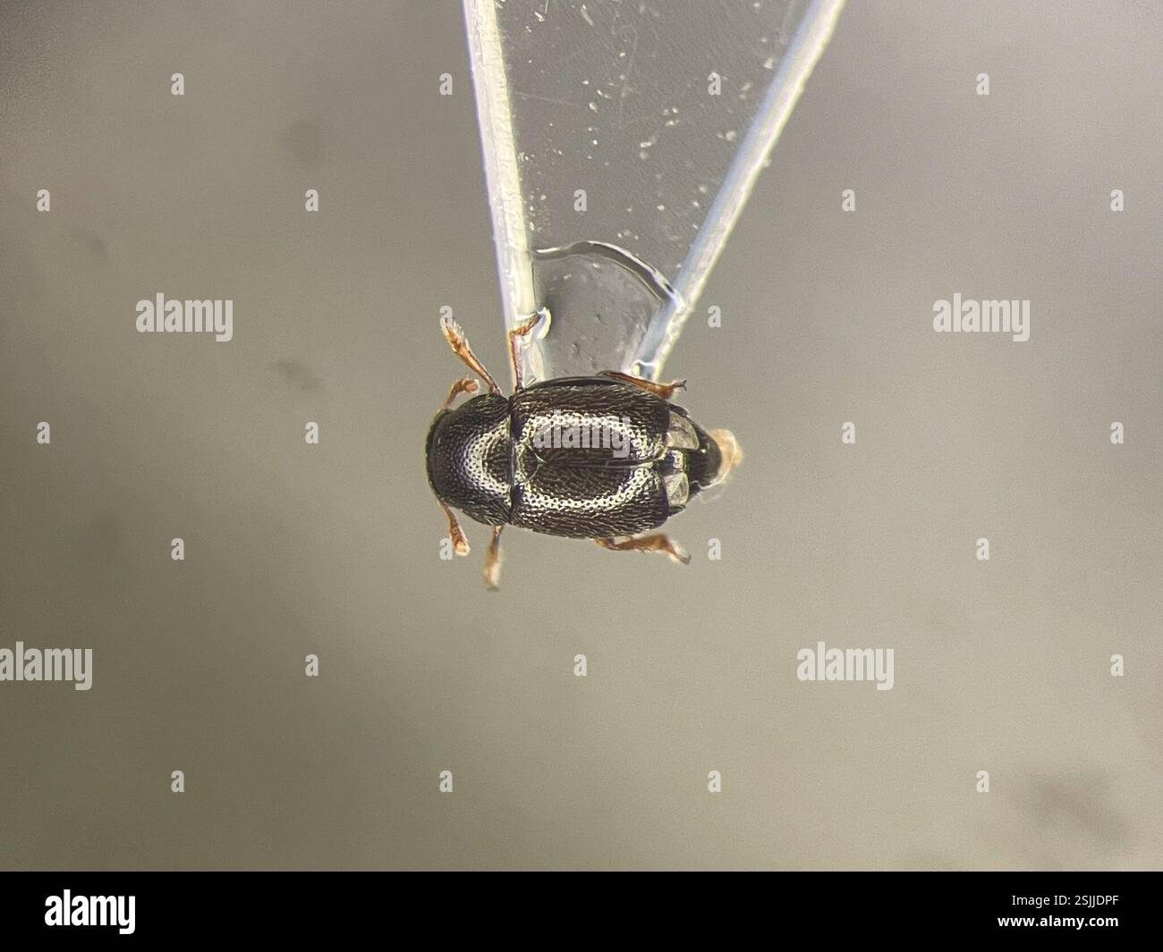 (Brachypterus urticae), Insecta, Bécancour, QC, Canada, Beating ...