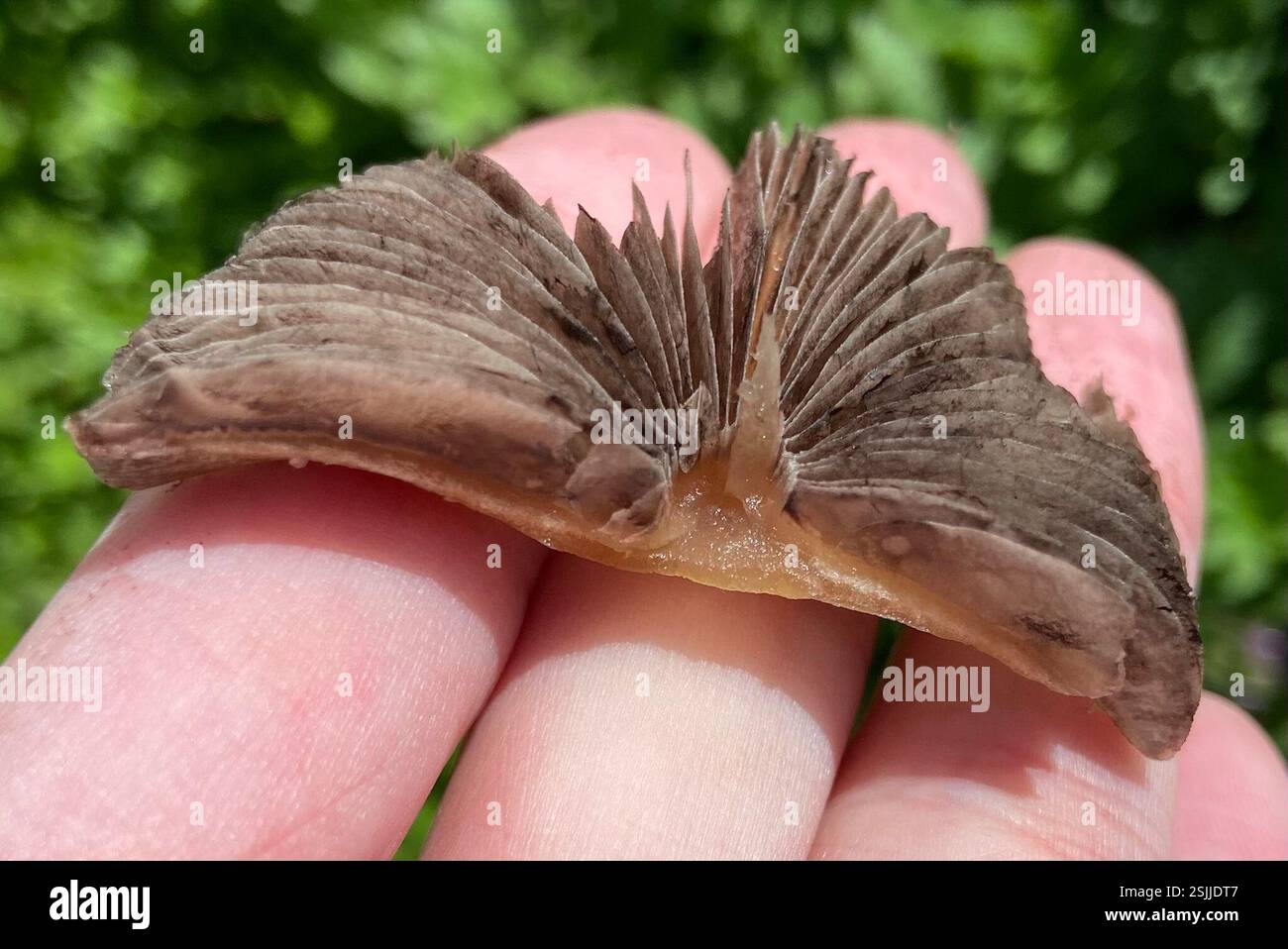 Brittlestems and Allies (Psathyrellaceae), Fungi, Watseka Ave, Los ...