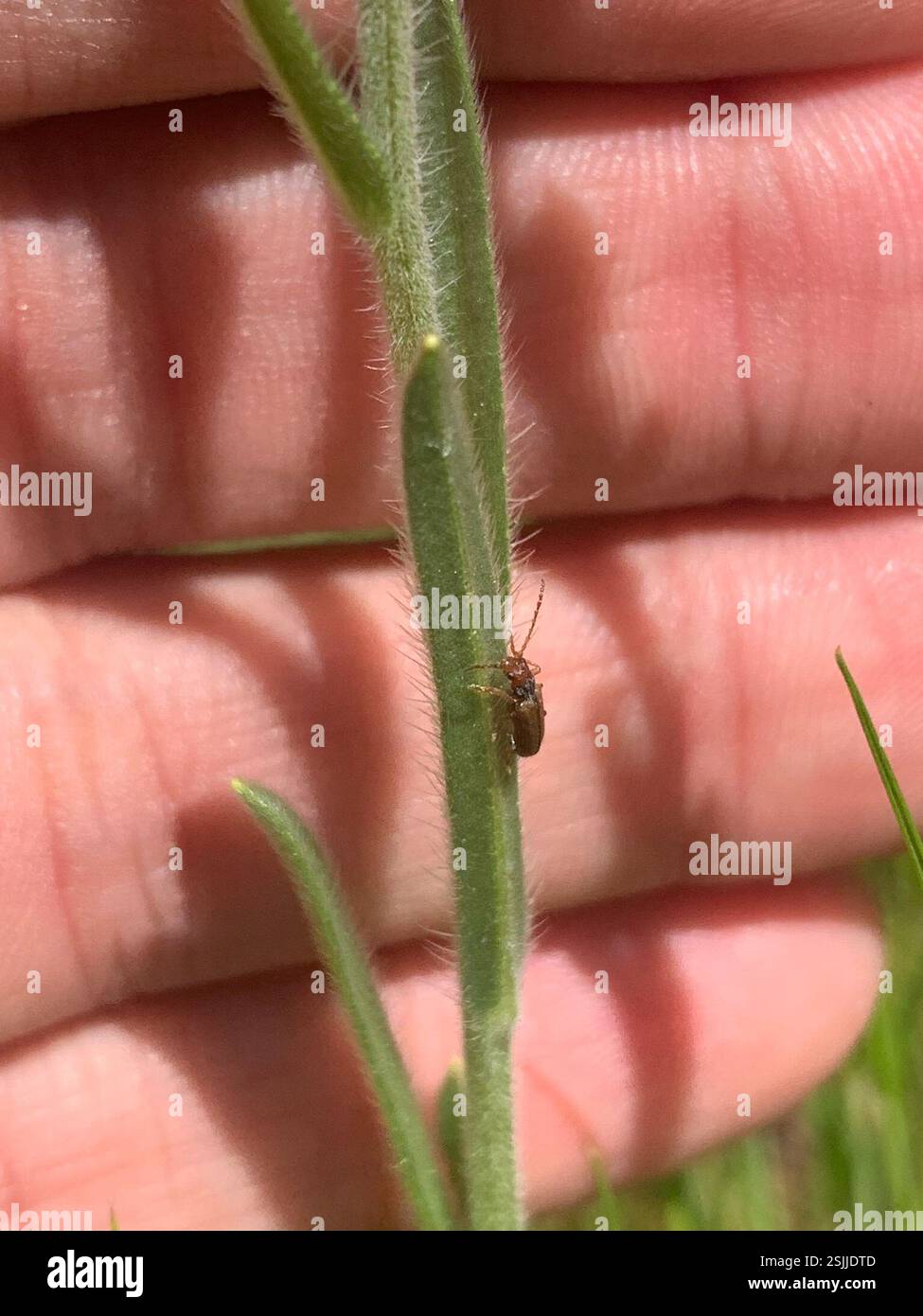 (Syneta), Insecta, Hidden Falls Regional Park, Auburn, CA, US Stock ...