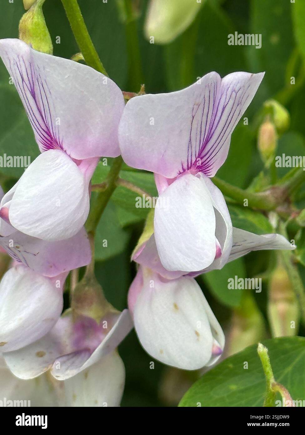 Pacific pea (Lathyrus vestitus), Plantae, Cleveland National Forest ...