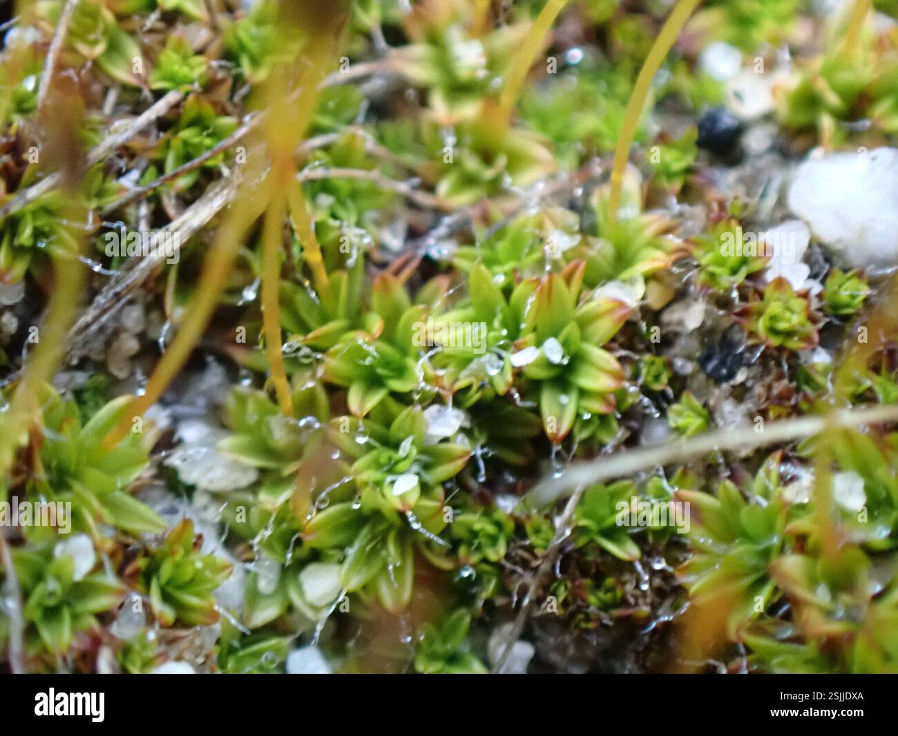 Steppe Screw-Moss (Syntrichia caninervis), Plantae, Palm Springs, CA ...