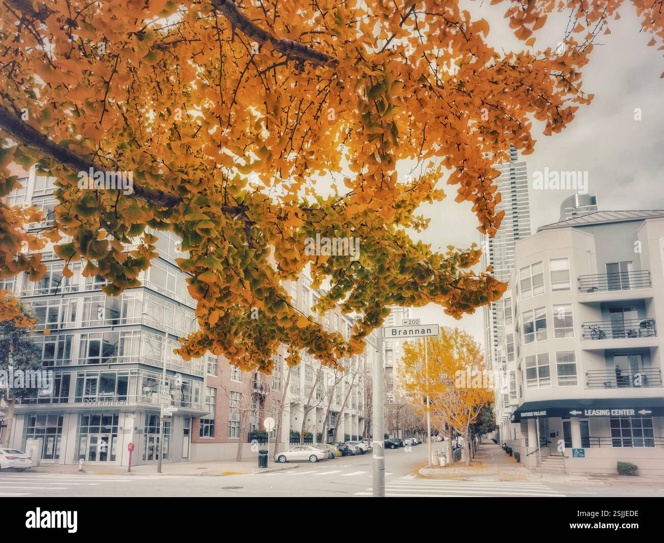 A street view shot captures a vibrant branch of golden autumn gingko ...