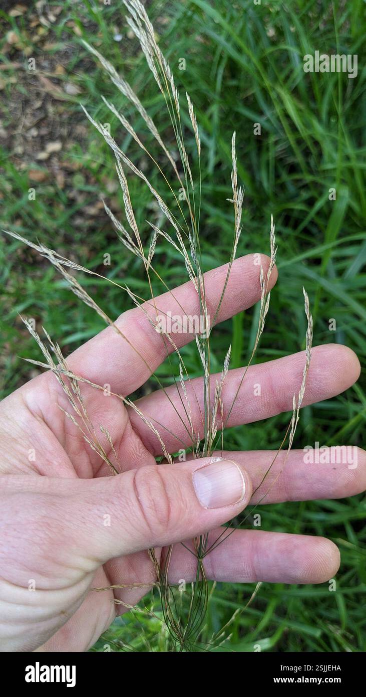 Smilo Grass (Oloptum miliaceum), Plantae, Westwood, Los Angeles, CA ...