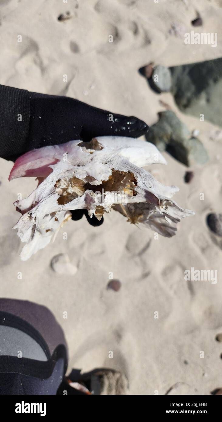 Porcupinefishes (Diodontidae), Actinopterygii, Loreto, MX-BS, MX Stock ...