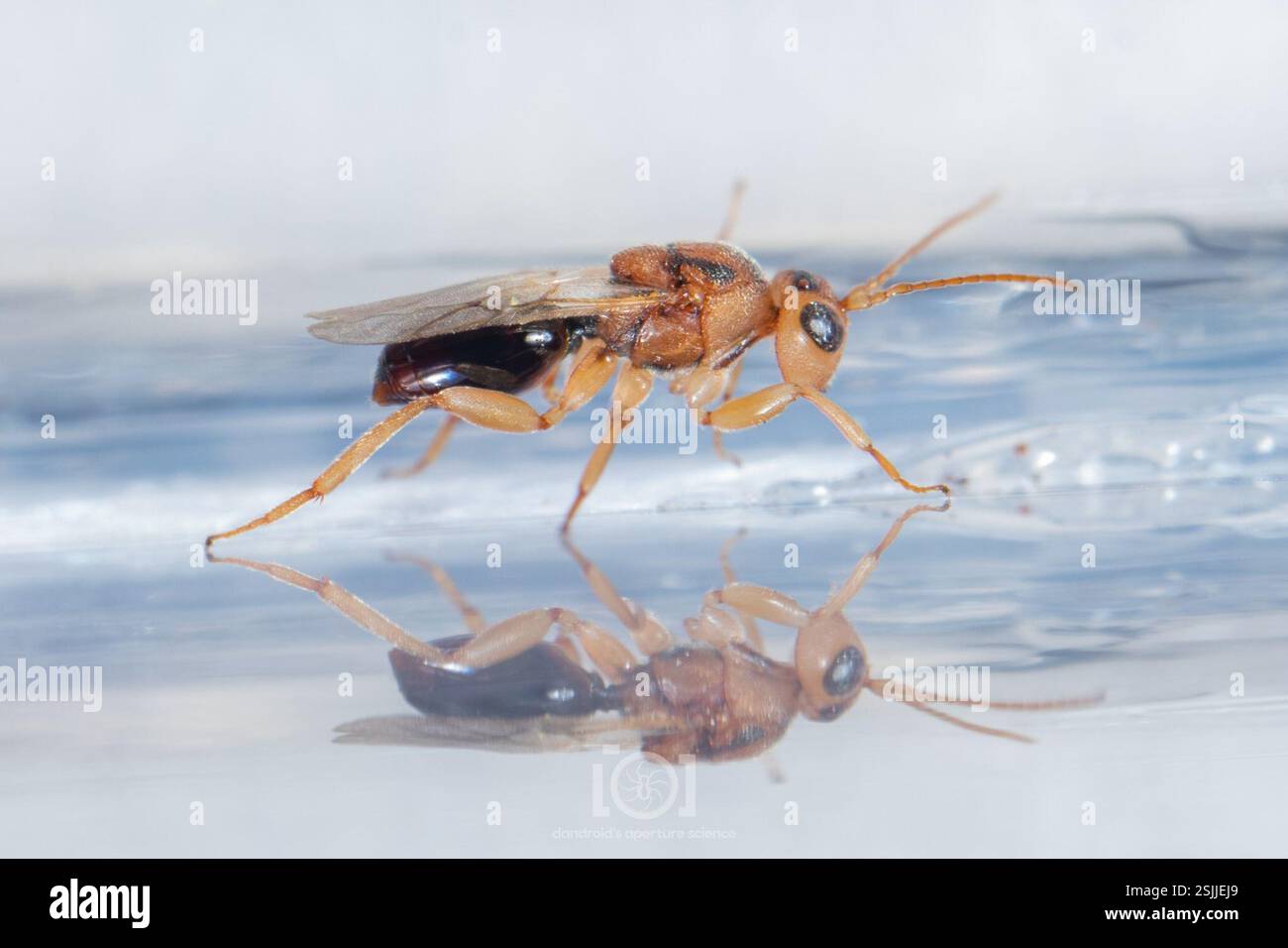 Gall Wasps (Cynipidae), Insecta, Chimney Lakes, Jacksonville, FL, USA ...