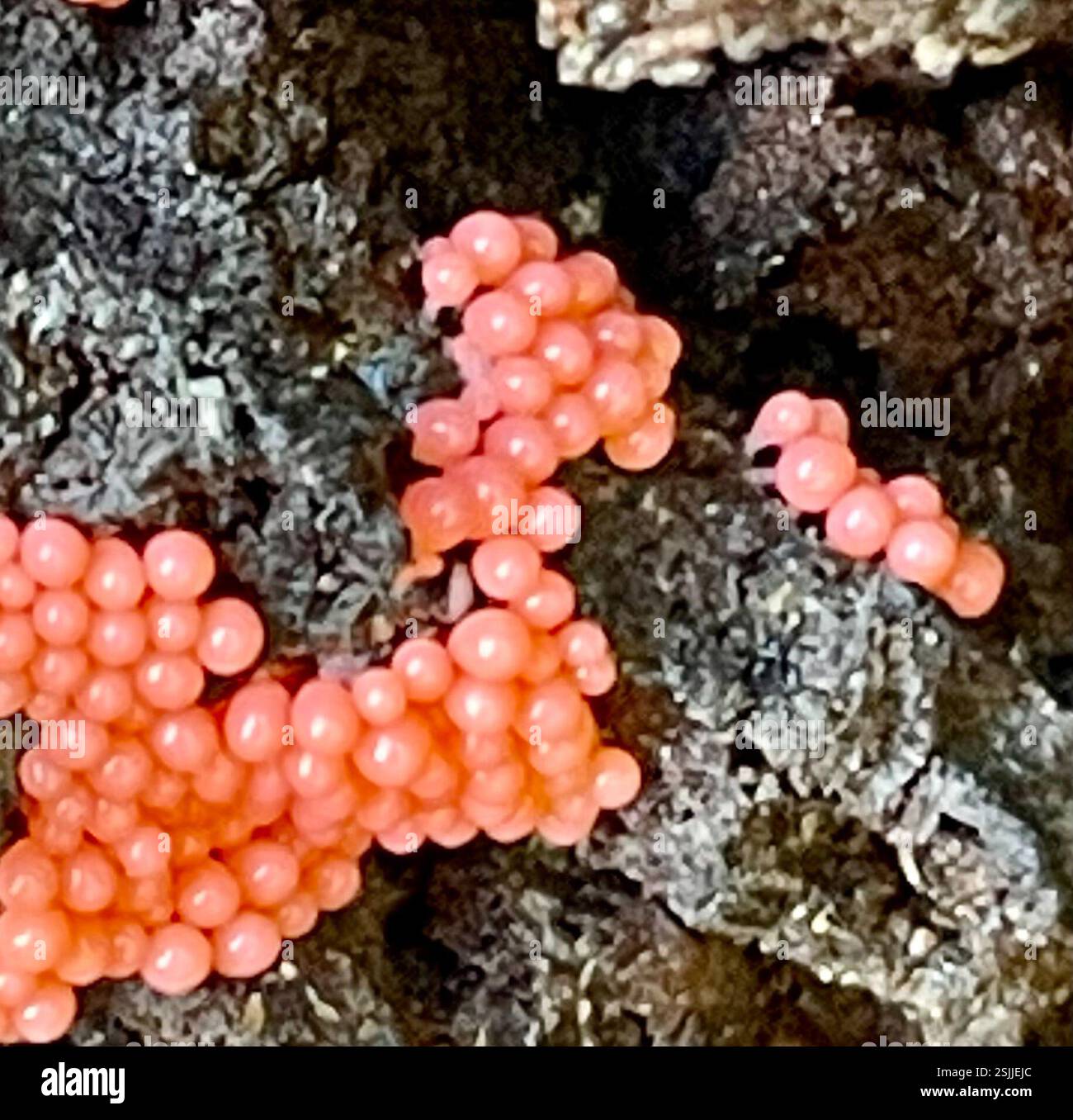 salmon-eggs (Hemitrichia decipiens), Protozoa, Julia Pfeiffer Burns ...