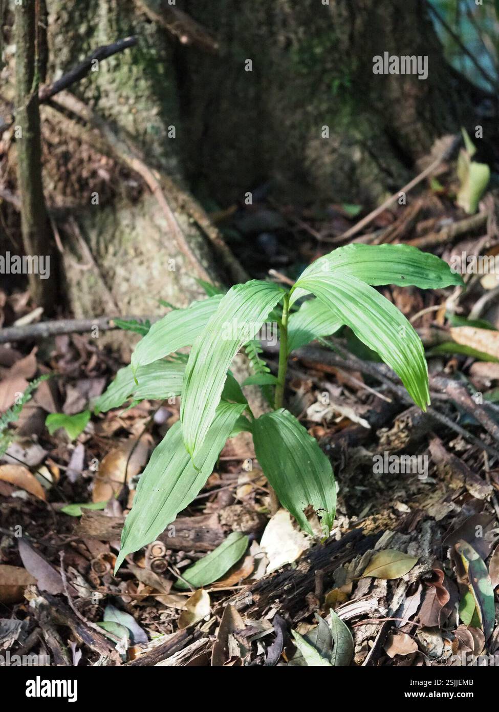 Inverted-Heart Orchid (Cephalantheropsis obcordata), Plantae, Taiwan ...