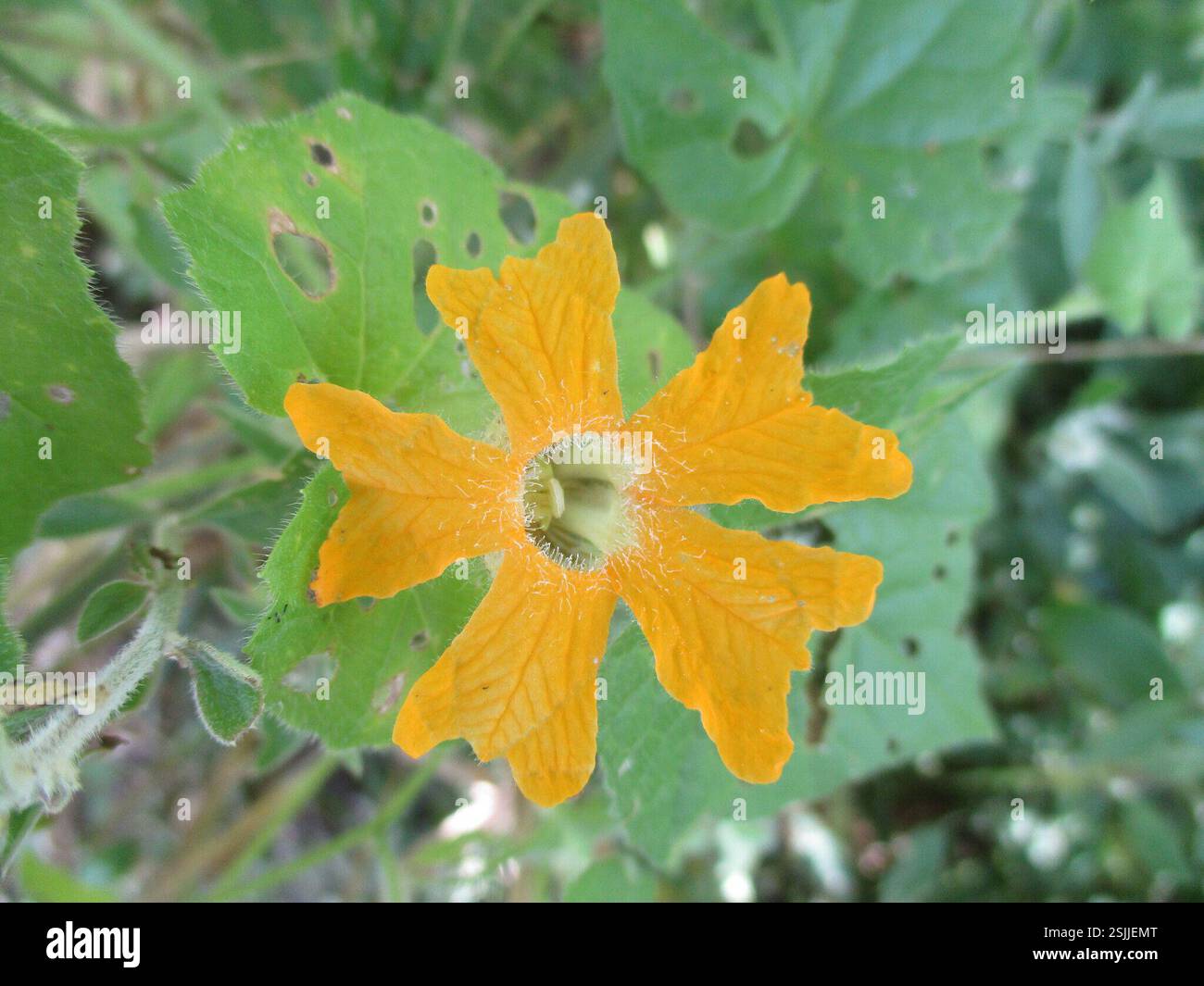 Fish-Tail Creeper (Momordica kirkii), Plantae, Katima Mulilo, Namibia ...
