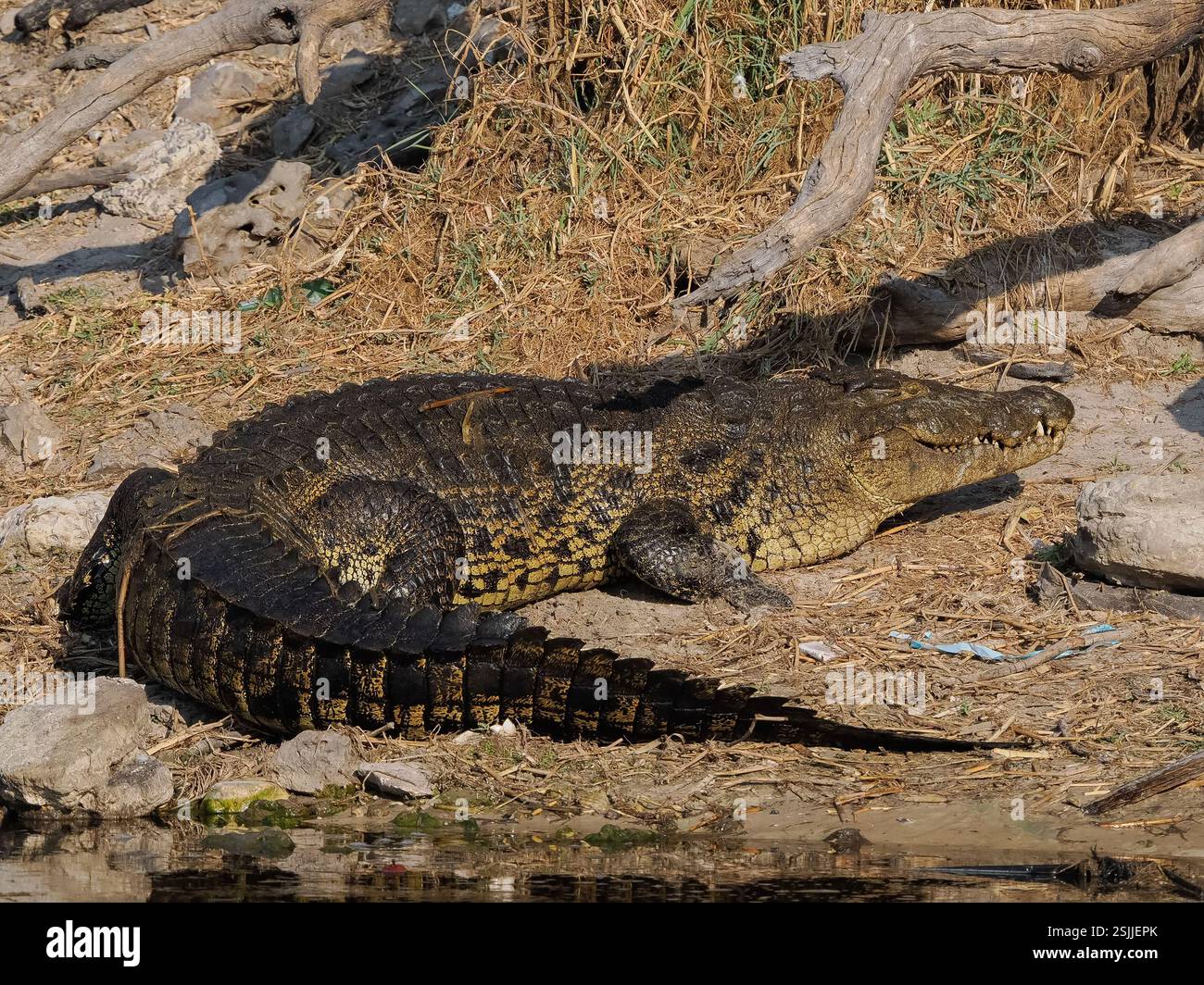 Savanna riverbank hi-res stock photography and images - Alamy