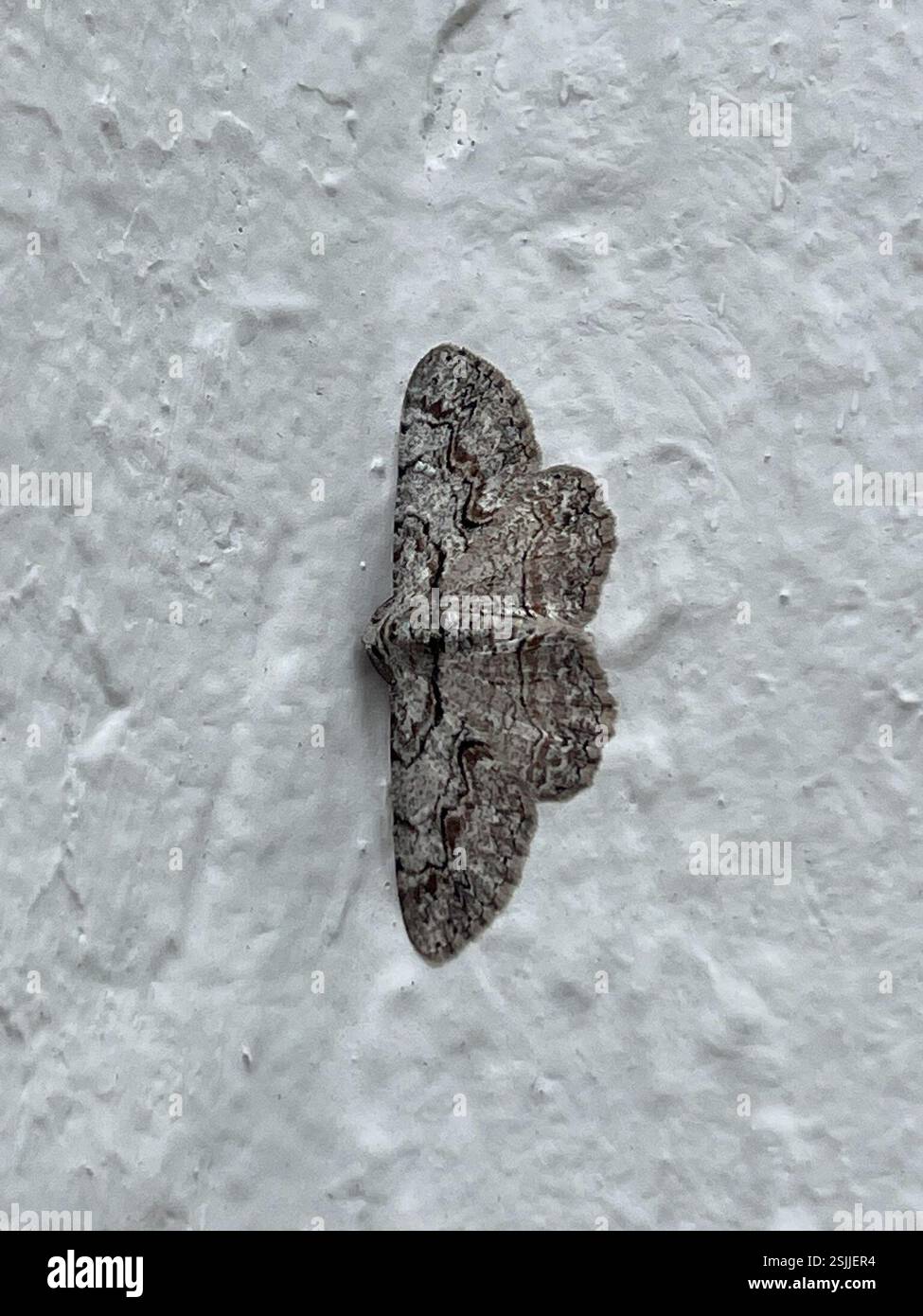 Brown-shaded Gray (Iridopsis defectaria), Insecta, San Antonio Zoo, San ...