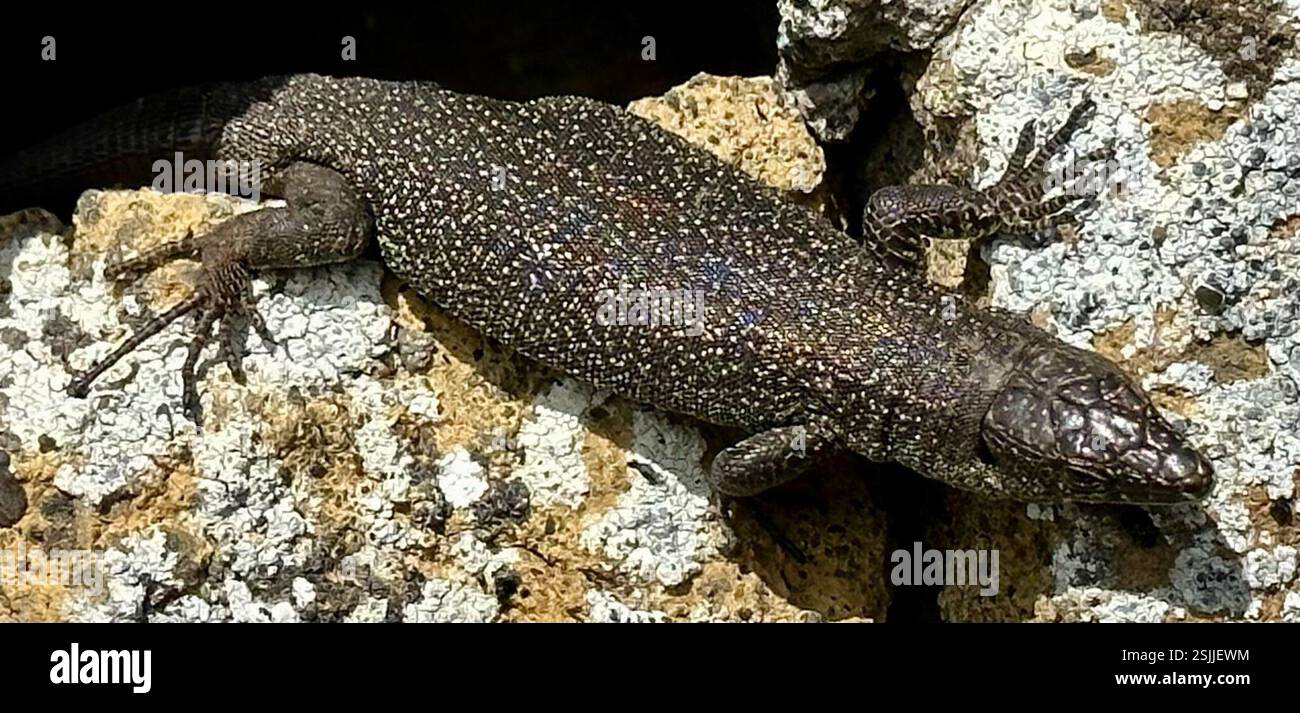 Madeira Lizard (Teira dugesii), Reptilia, Ilha Terceira, Angra Do ...