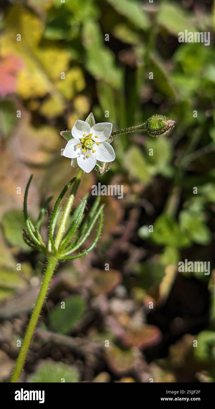 Corn spurrey (Spergula arvensis), Plantae, Westwood, Los Angeles, CA ...
