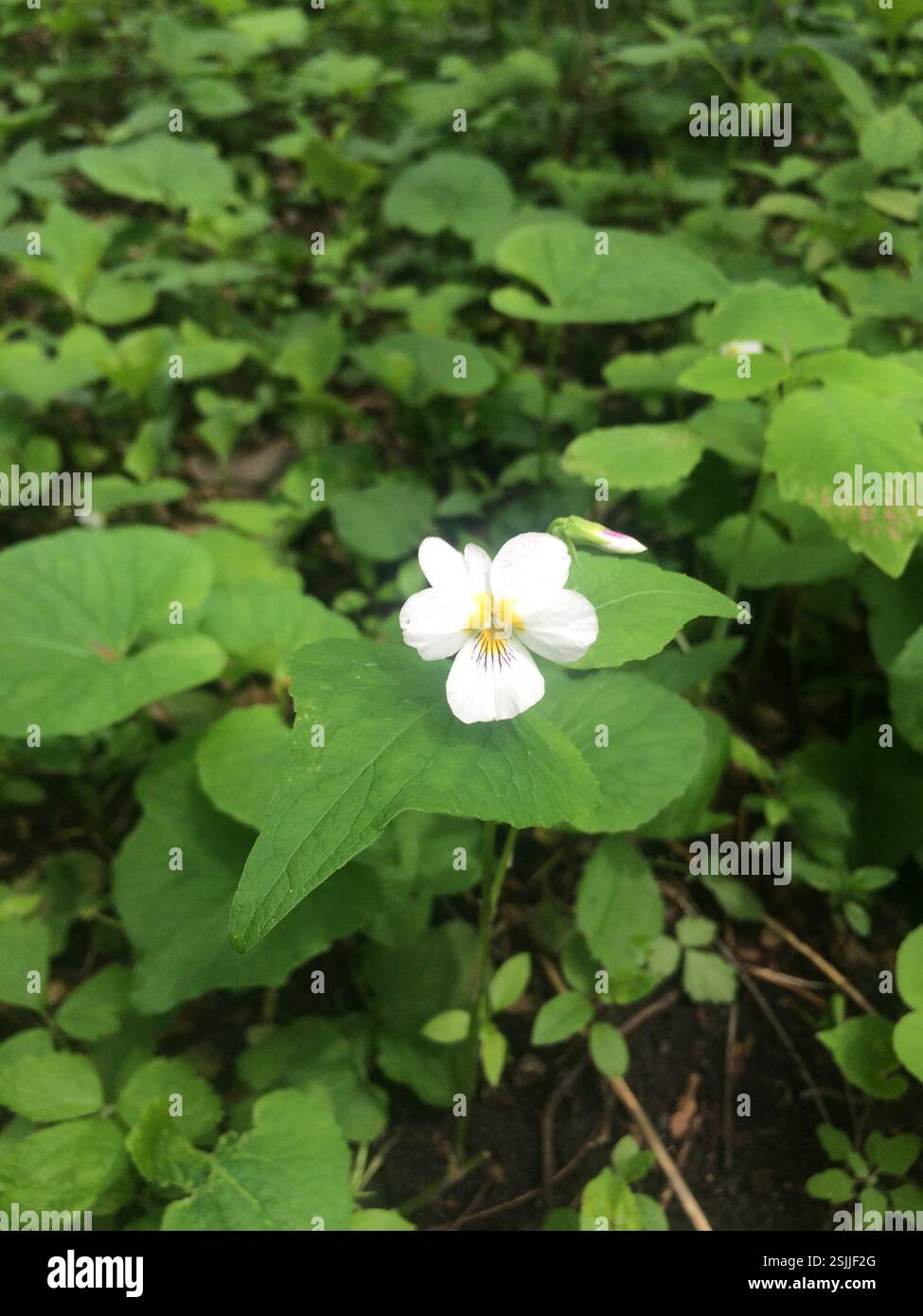 Canada Violet (Viola canadensis), Plantae, Grant, South Dakota, United ...