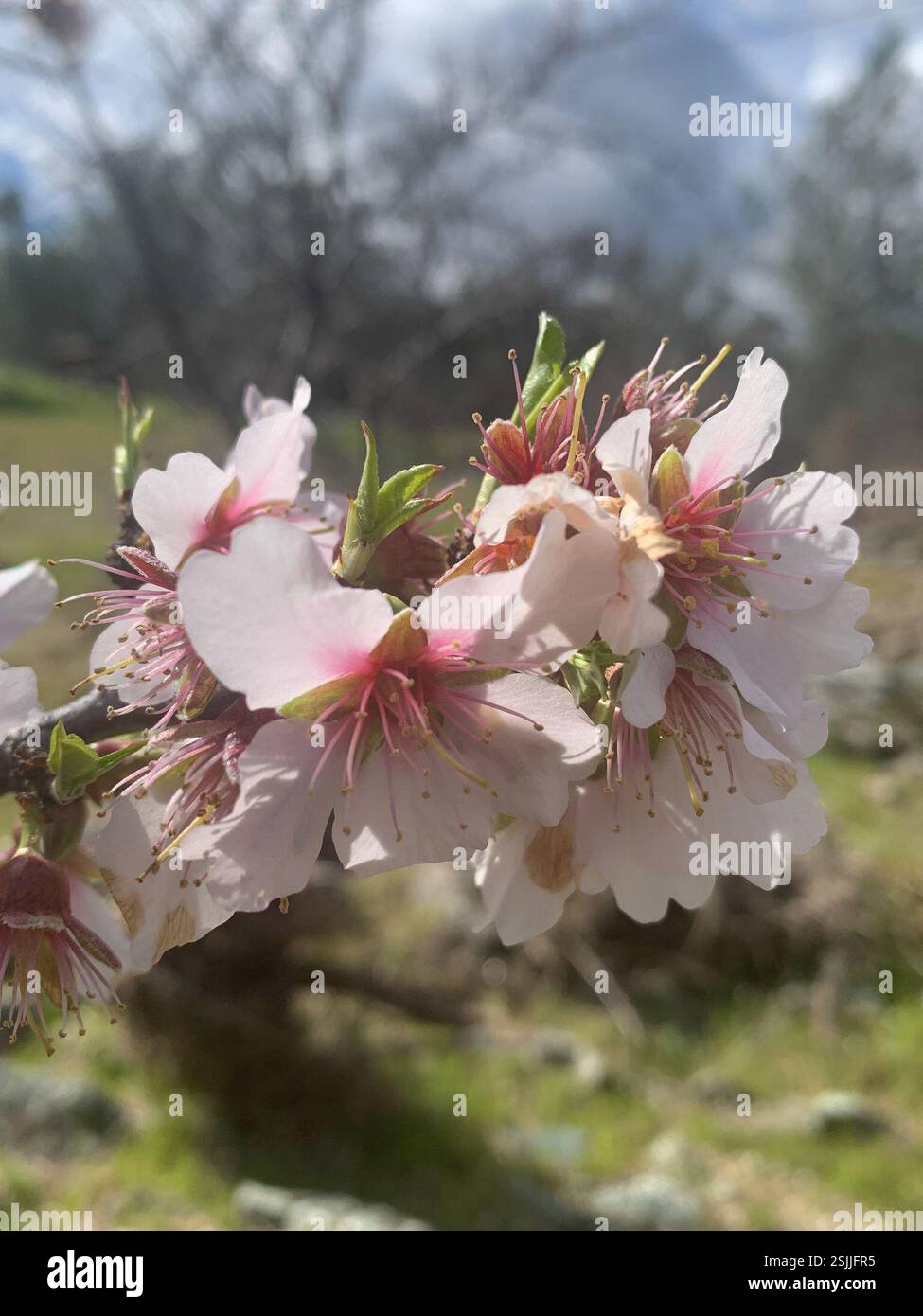 Almond (Prunus amygdalus), Plantae, Camp Beale Hwy, Beale Afb, CA, US ...