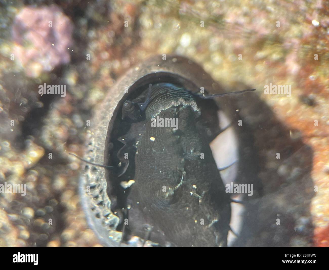 Black Tegula (Tegula funebralis), Mollusca, North Pacific Ocean, CA, US ...