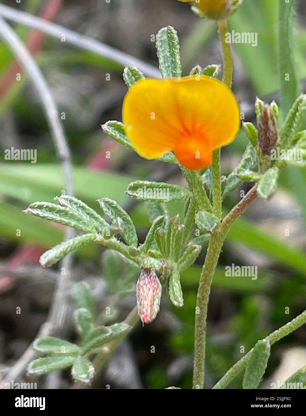 strigose lotus (Acmispon strigosus), Plantae, Fort Ord National ...