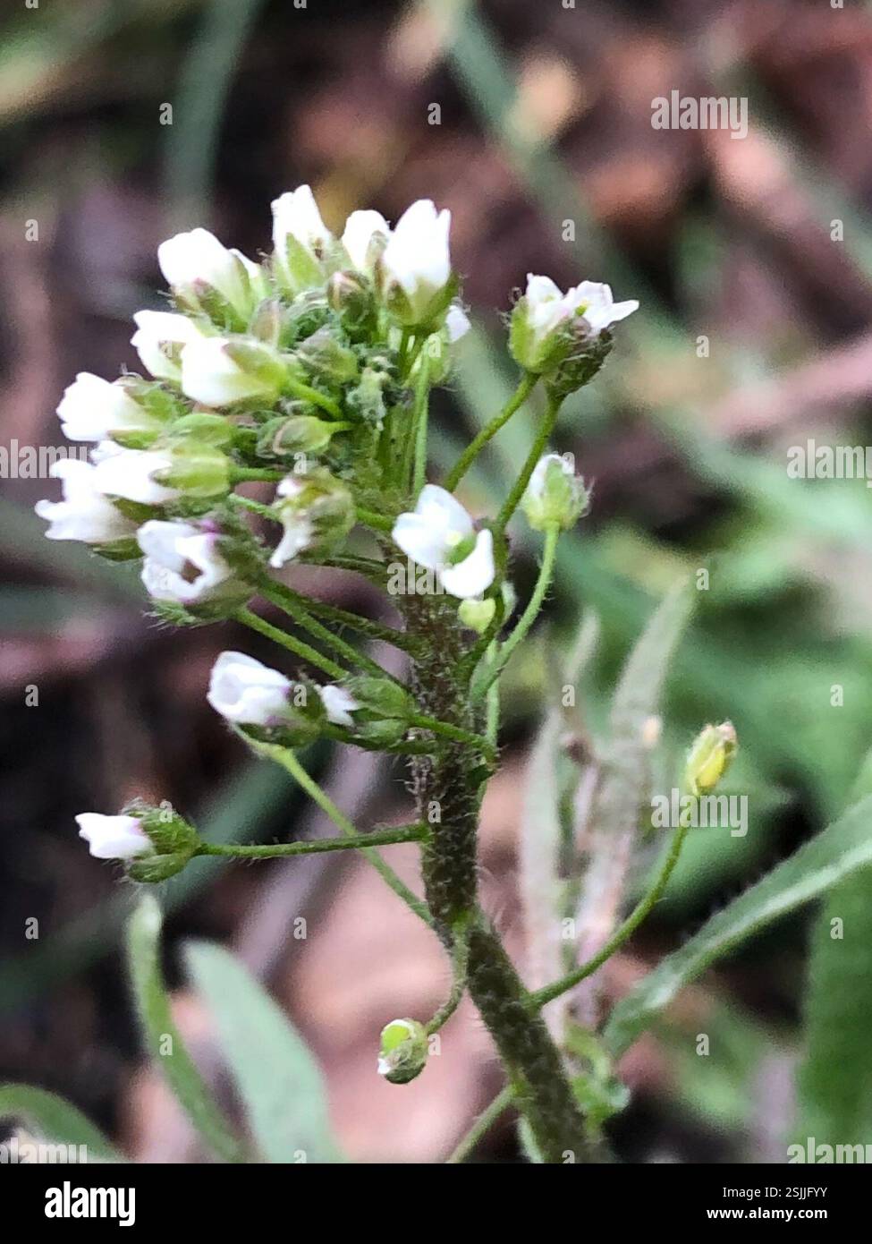 Clasping auricles hi-res stock photography and images - Alamy