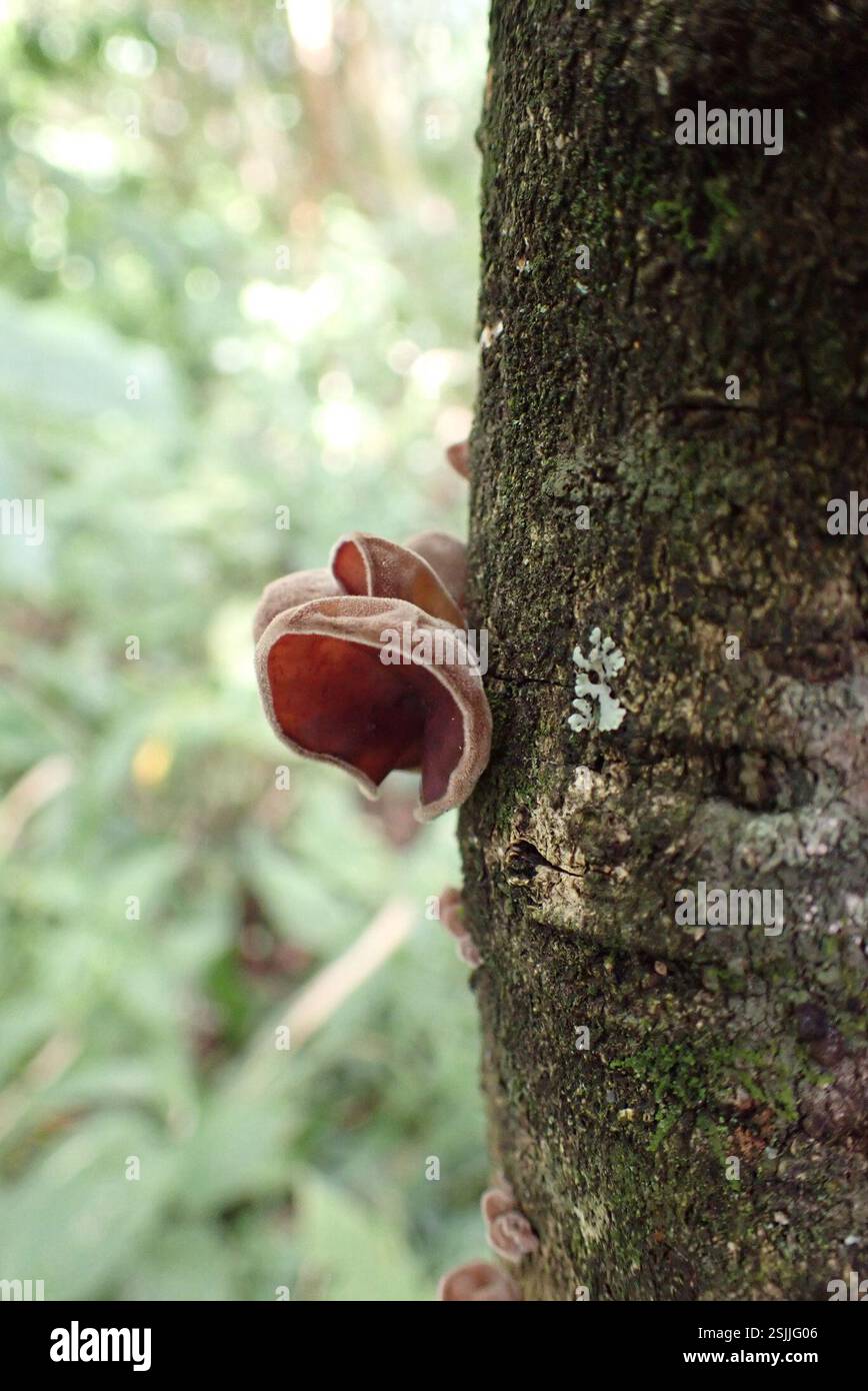 Wood ear fungi (Auricularia), Fungi, Chase Valley, Pietermaritzburg ...