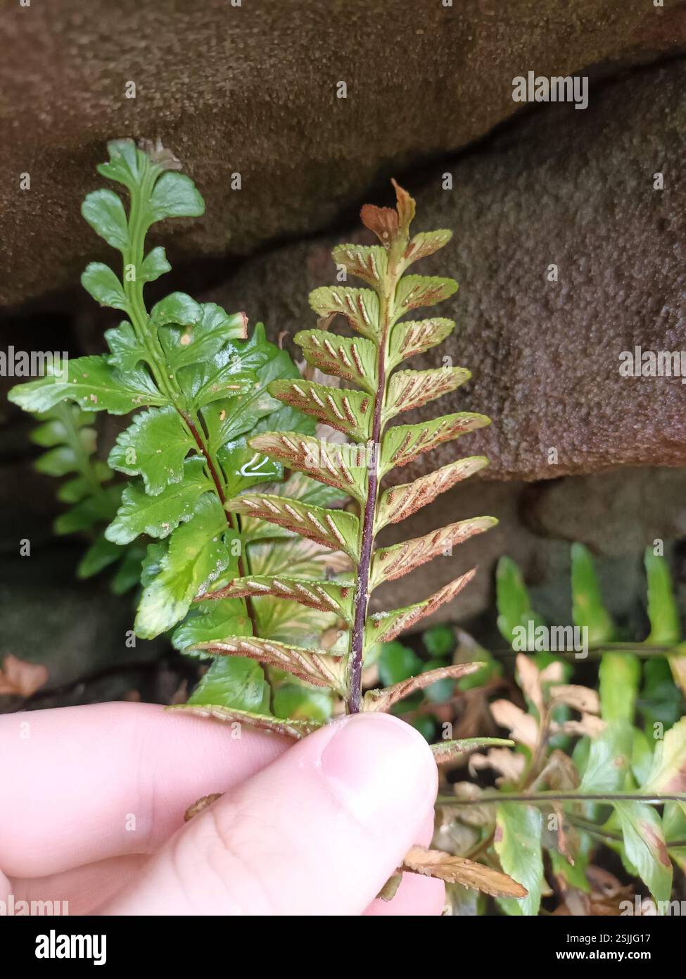 sea spleenwort (Asplenium marinum), Plantae, Merseyside, UK Stock Photo ...