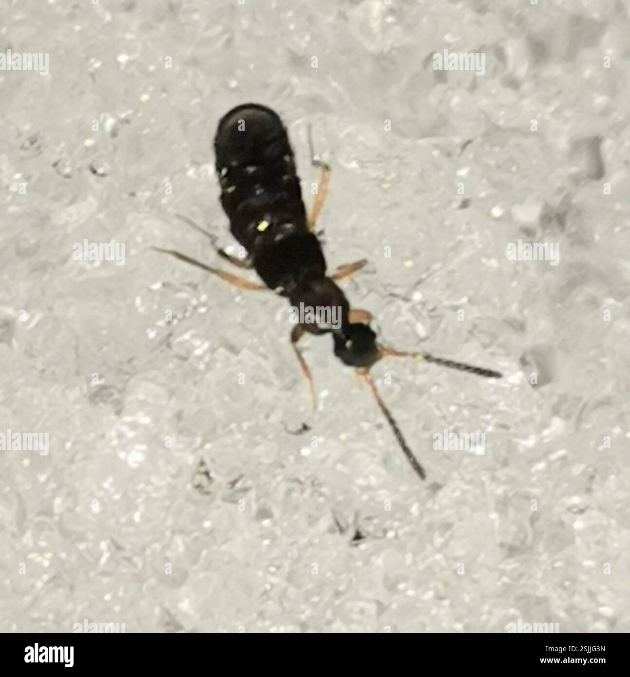 (Drusilla canaliculata), Insecta, 31160 Urjala, Suomi Stock Photo - Alamy