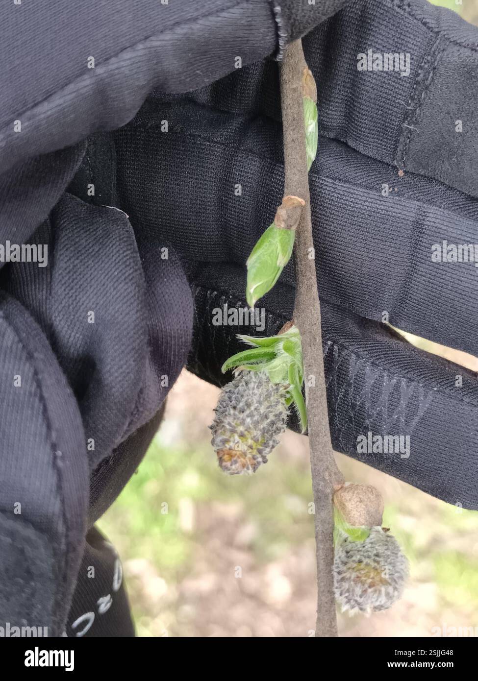 (Vetrix), Plantae, Chesterton, Cambridge CB4, UK Stock Photo - Alamy