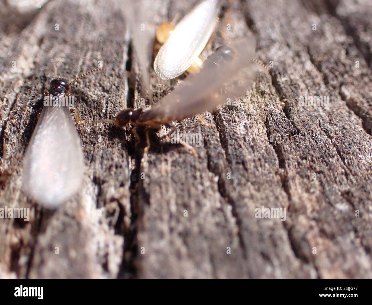 Eastern Subterranean Termite (Reticulitermes flavipes), Insecta, North ...