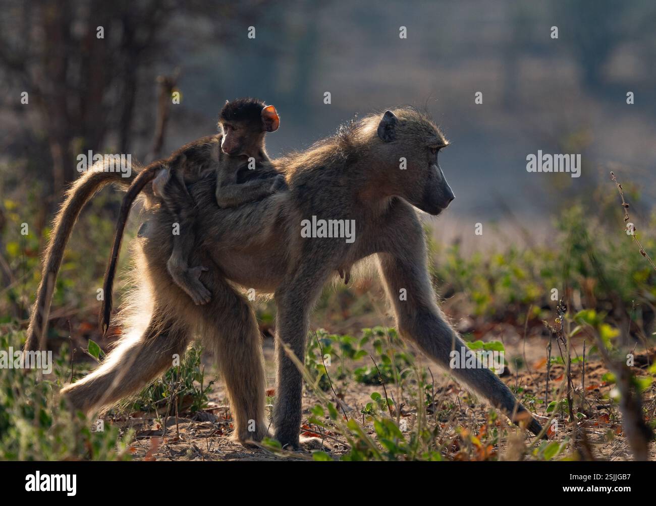 Olive Baboon (Papio anubis) mother carrying baby on its back Stock ...