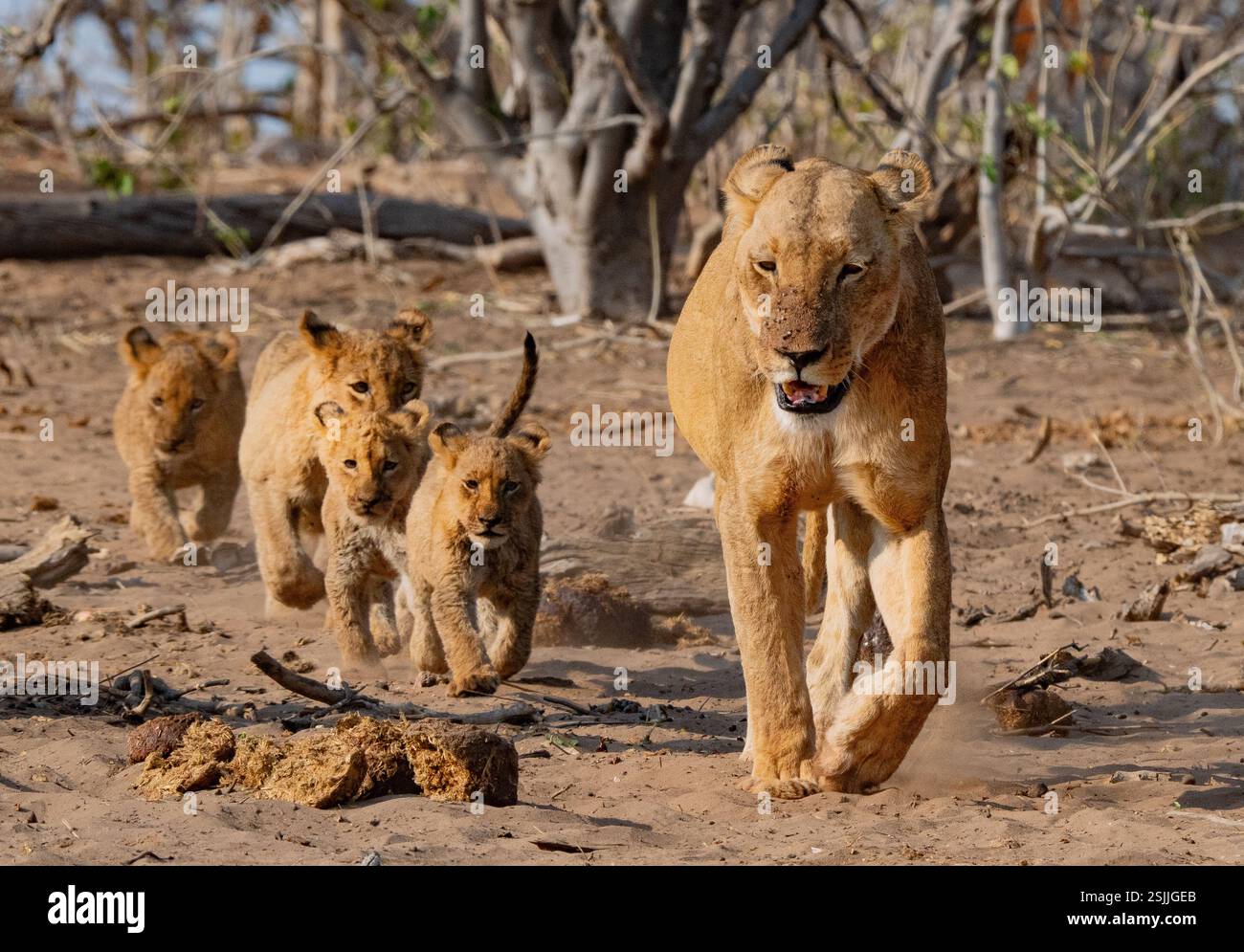 African Lioness (Panthera leo) with cubs following behind Stock Photo ...