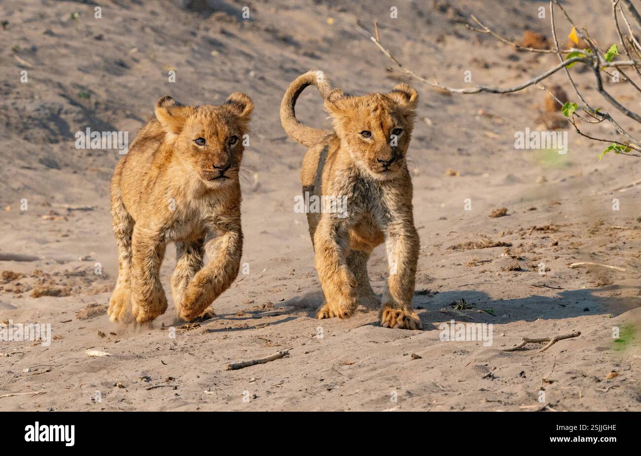 Two young African Lion (Panthera leo) cubs running to catch up with ...