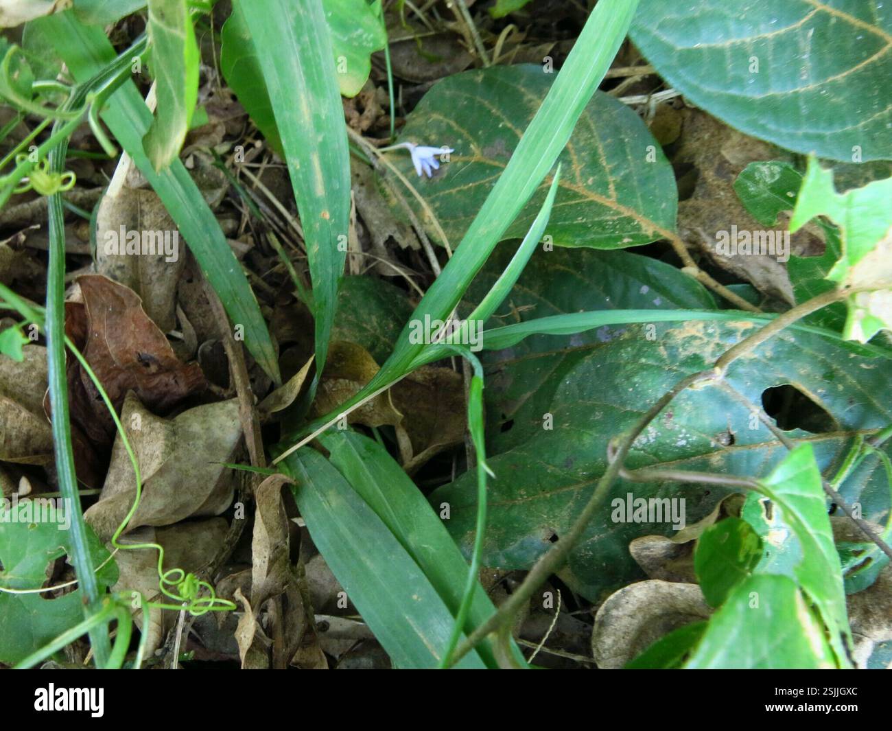 (Freesia laxa azurea), Plantae, uMkhanyakude District Municipality ...