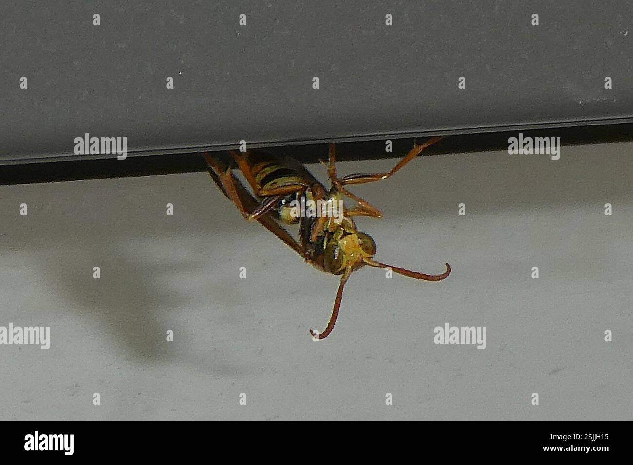 Australian Paper Wasp (Polistes humilis), Insecta, Sinnamon Park ...