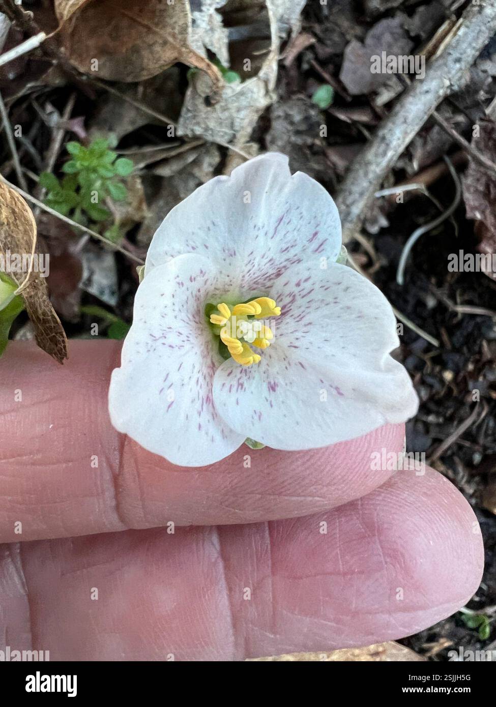 brook wakerobin (Pseudotrillium rivale), Plantae, Josephine County, OR ...