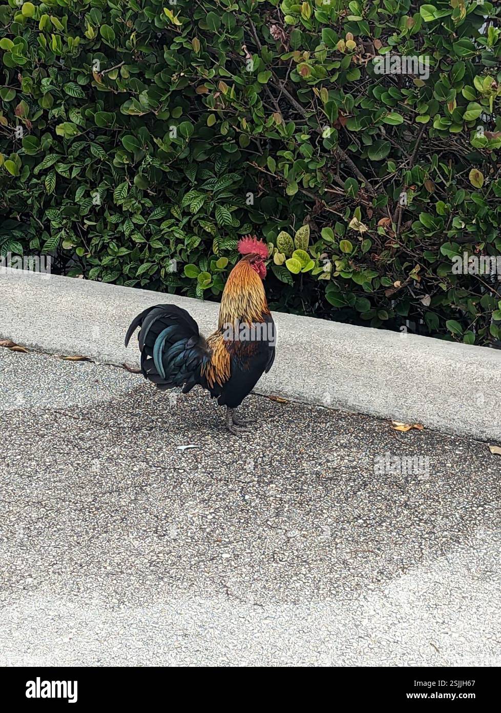 Domestic Chicken (Gallus gallus domesticus), Aves, Vaca Key, Marathon ...