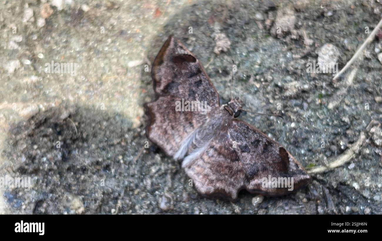 Common Spurwing (Antigonus erosus), Insecta, Calle los Muertos ...