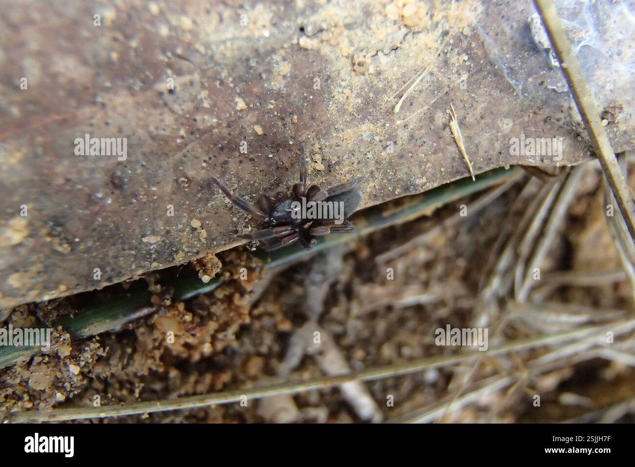 Spiders (Araneae), Arachnida, 62 Railway Parade, Wentworth Falls NSW ...