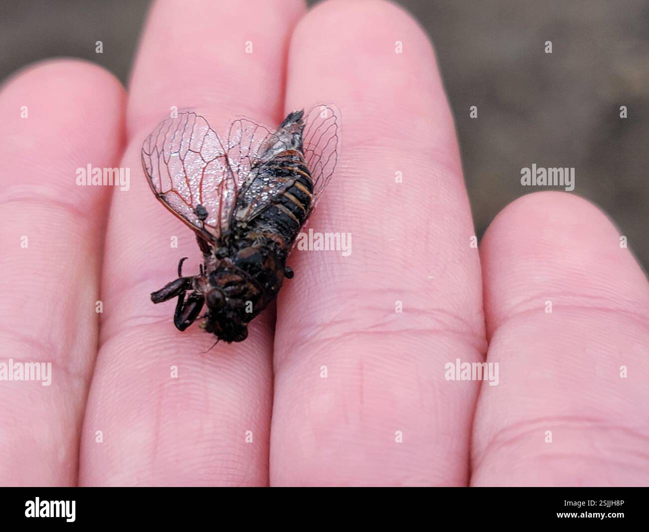 Campbell's Cicada (Maoricicada campbelli), Insecta, Ohakune 4691, New ...