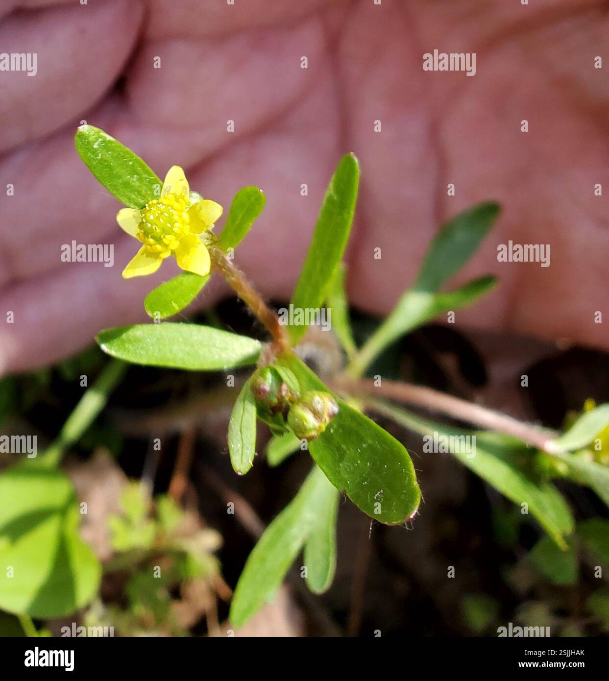 rock buttercup (Ranunculus micranthus), Plantae, Lexington, KY 40515 ...