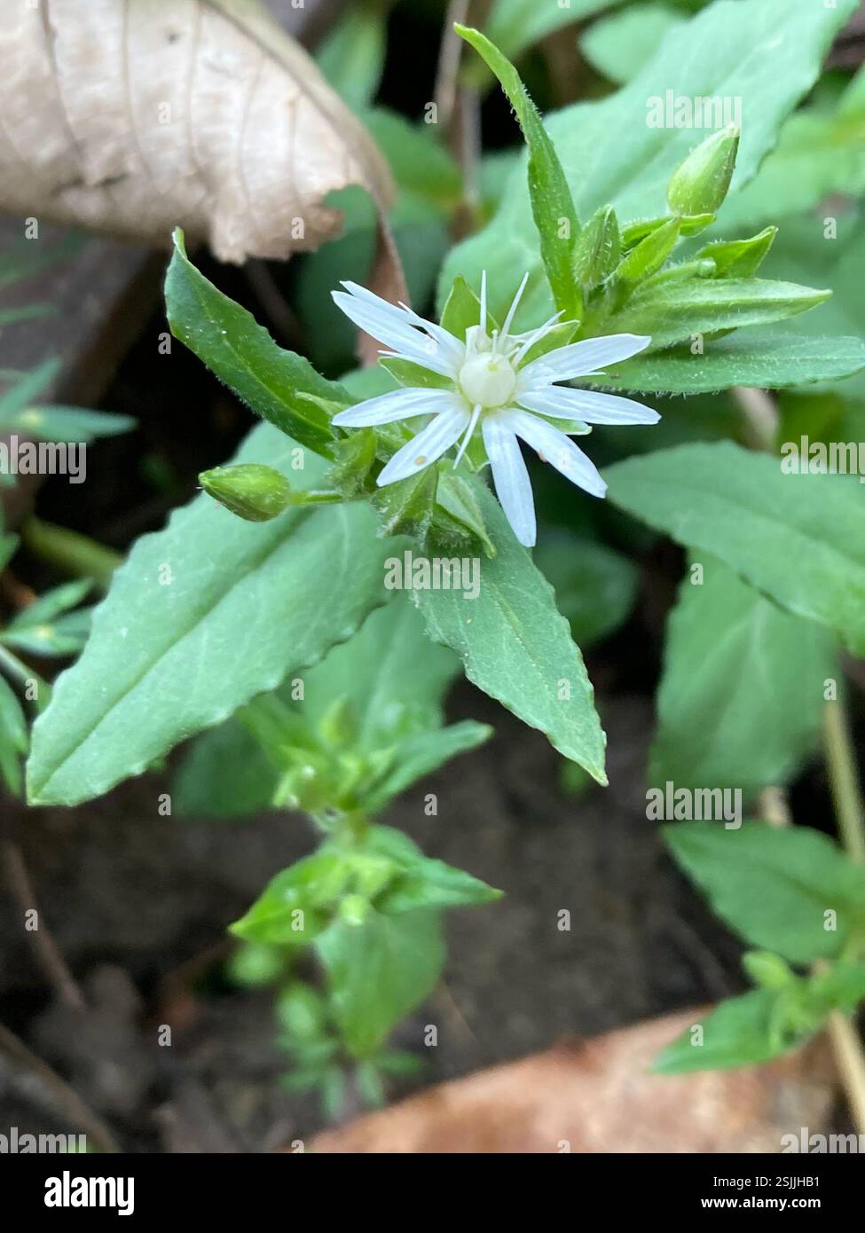 star chickweed (Stellaria pubera), Plantae, W Roberts Rd, Trafalgar, IN ...