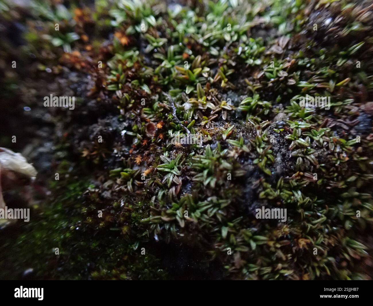 Rigid Screw Moss (Aloina rigida), Plantae, Palm Springs, CA, USA, moist ...