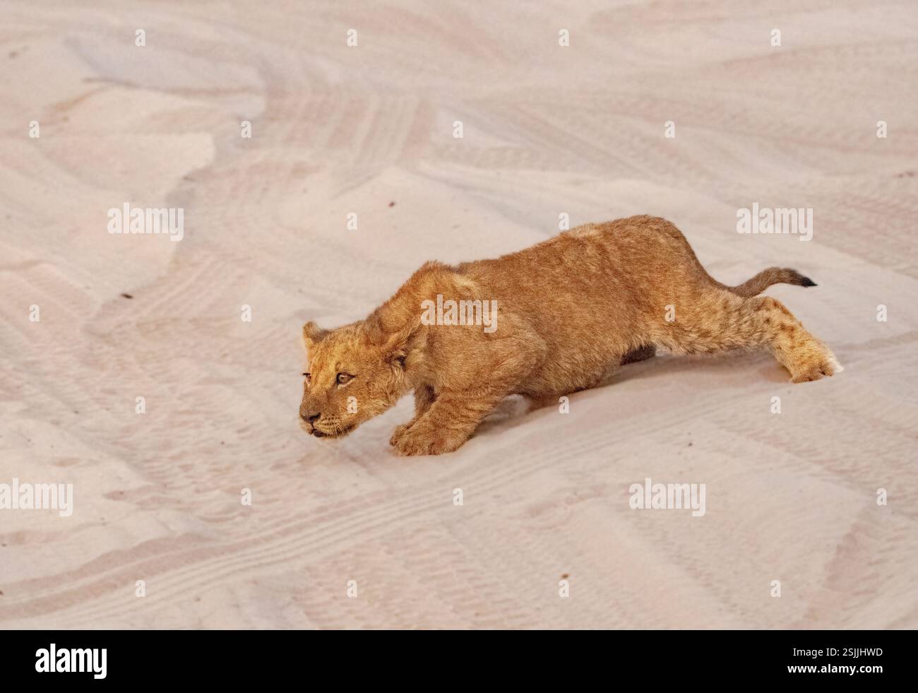 African Lion (Panthera leo) cub play stalking Stock Photo - Alamy