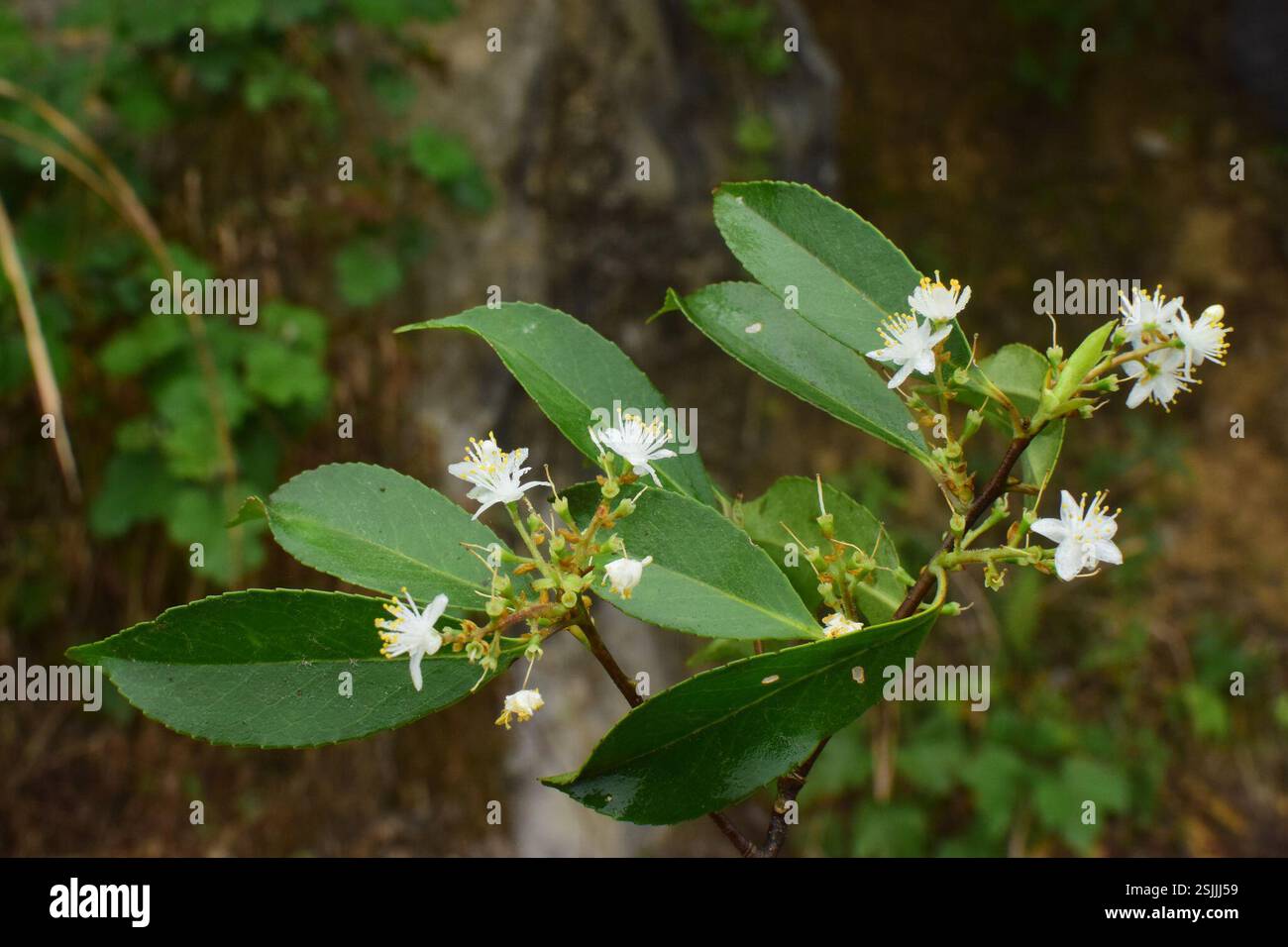 sapphire-berry (Symplocos paniculata), Plantae, 中国贵州省黔南布依族苗族自治州龙里县 ...