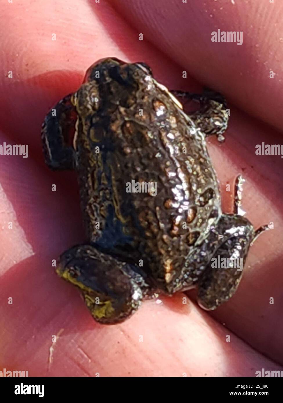 Marbled Frog (Limnodynastes convexiusculus), Amphibia, Bouldercombe QLD ...