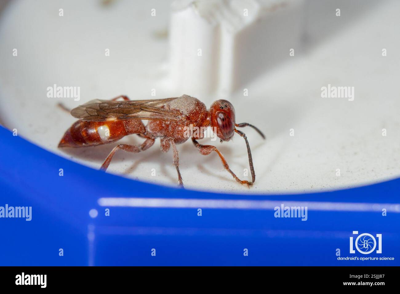 (Harpactus citipes), Insecta, Chimney Lakes, Jacksonville, FL, USA ...