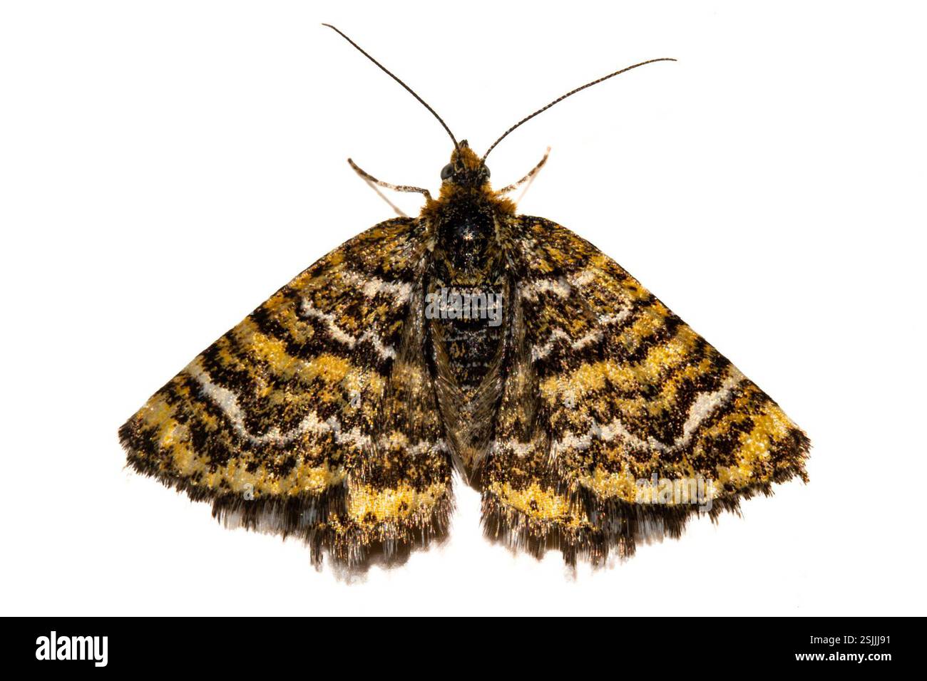 Large Kelleria Dandy (Notoreas niphocrena), Insecta, Omarama, New ...