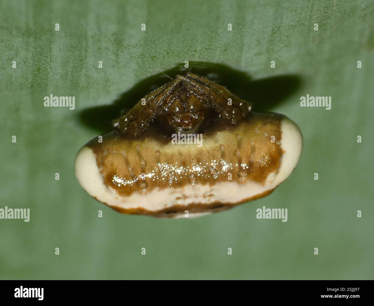 White-banded Bird-dropping Spider (Cyrtarachne ixoides), Arachnida ...