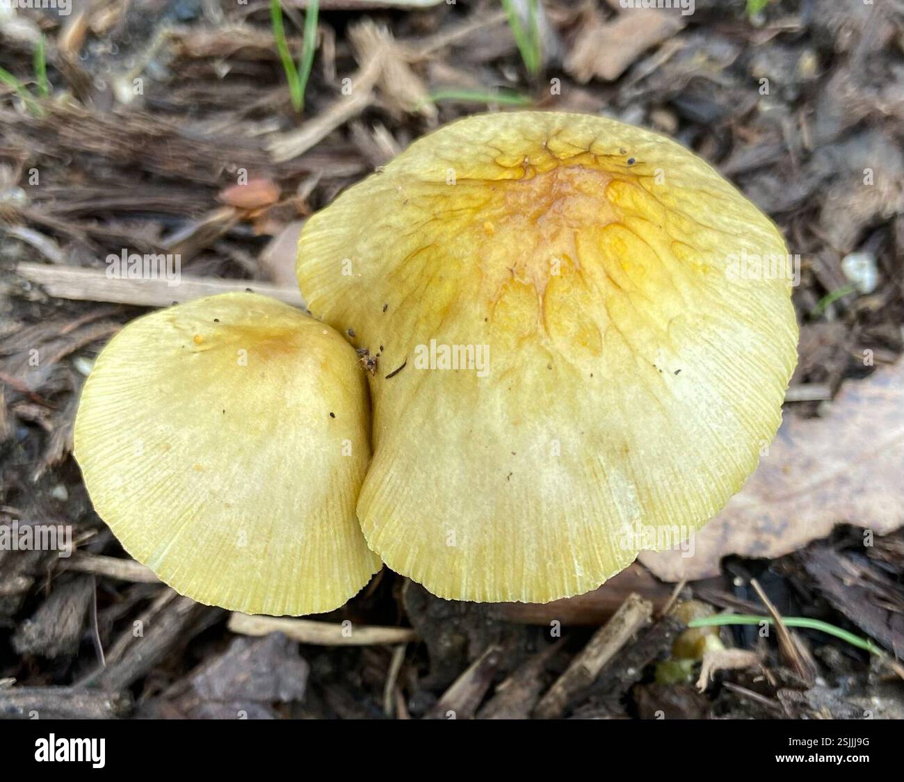 yellow fieldcap (Bolbitius titubans), Fungi, Central Park at Playa ...