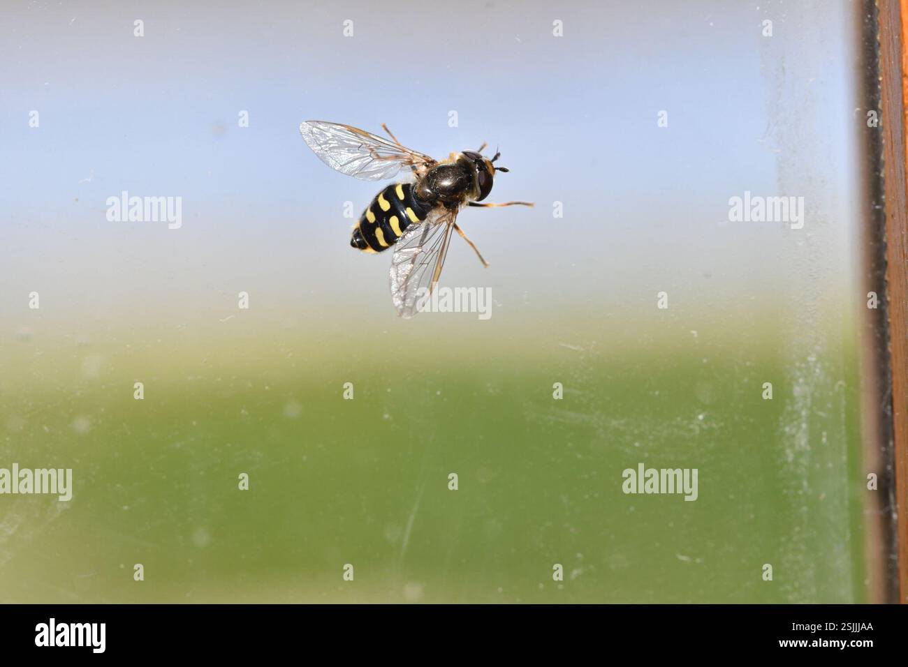 Migrant Hover Fly (Eupeodes corollae), Insecta, 63260 Aigueperse, France Stock Photo - Alamy