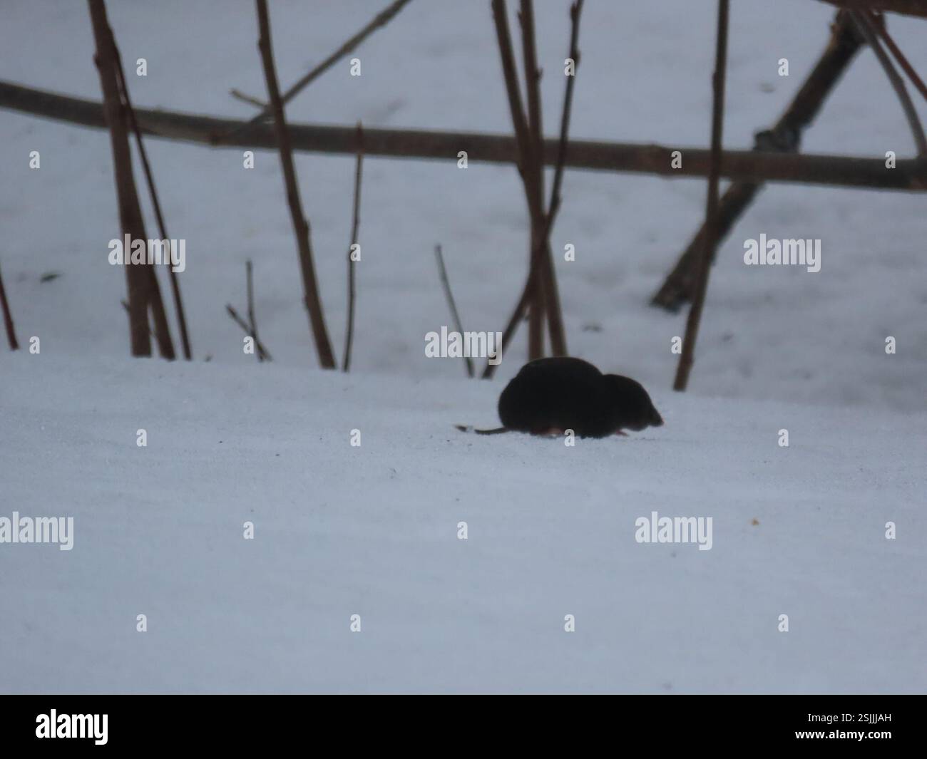 Northern Short-tailed Shrew (Blarina brevicauda), Mammalia, Macdonald ...