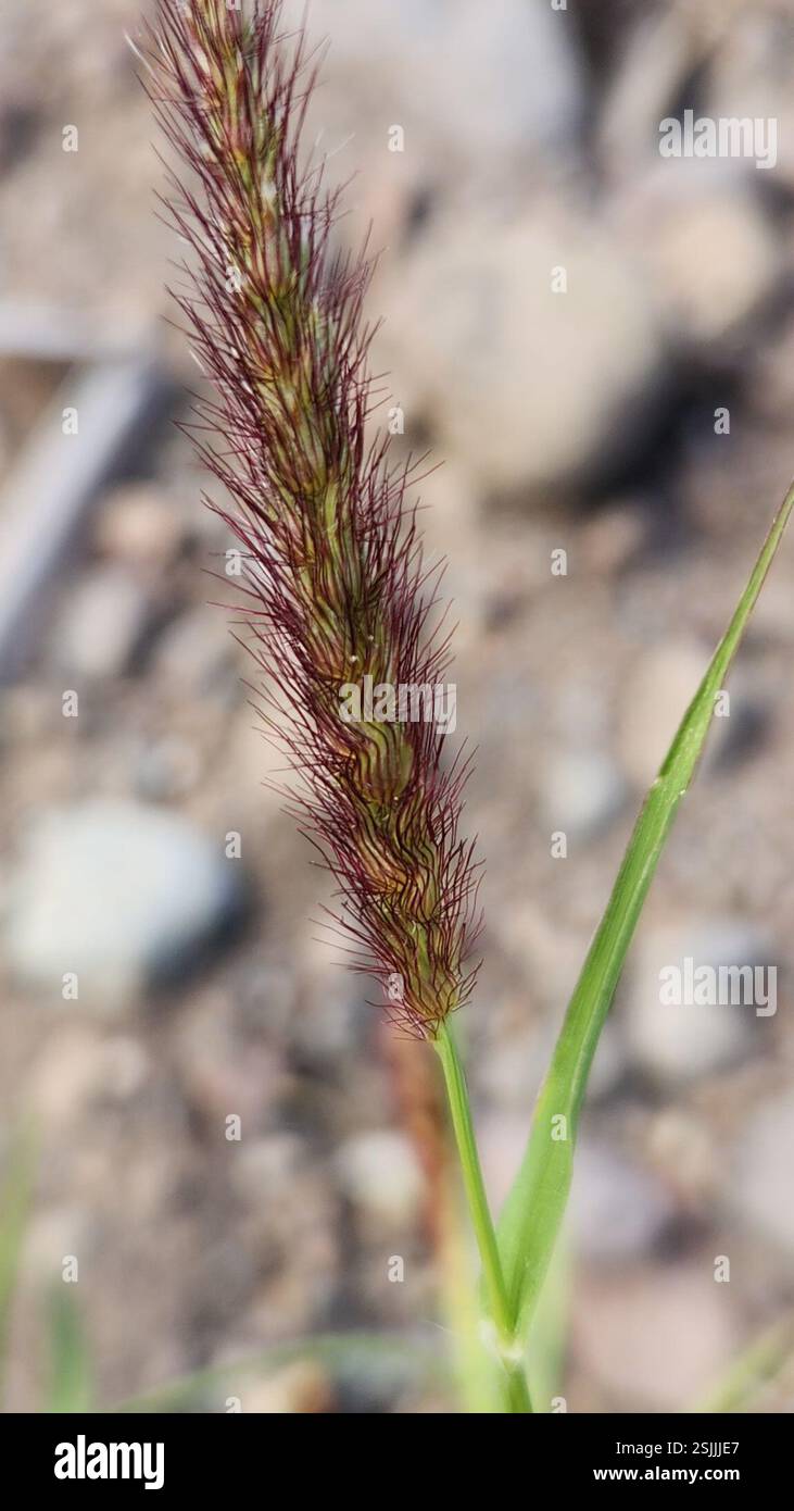 buffelgrass (Cenchrus ciliaris), Plantae, Loreto, MX-BS, MX Stock Photo ...