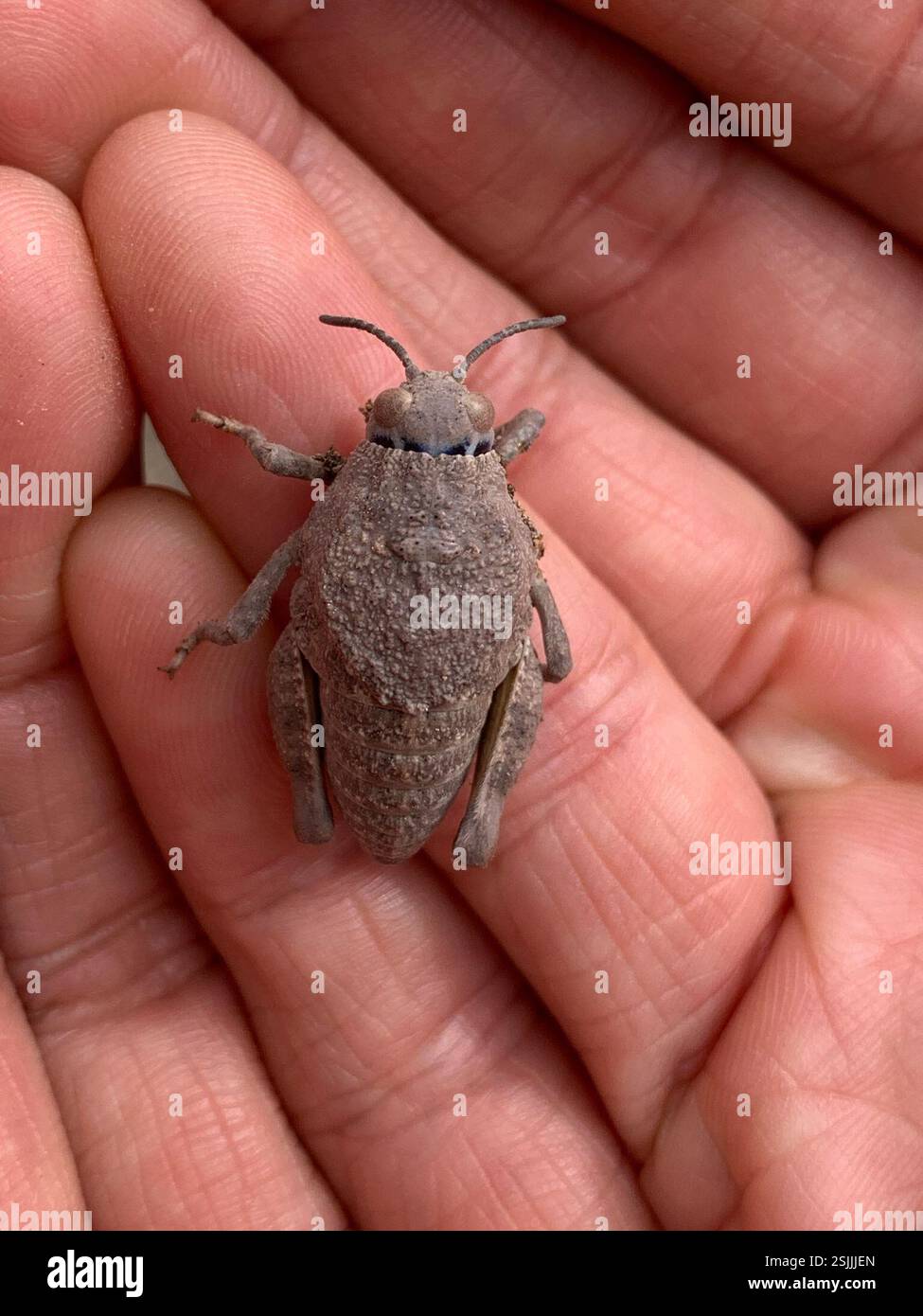 Robust Toad Lubber (Phrynotettix robustus), Insecta, Lemitar, NM, US ...